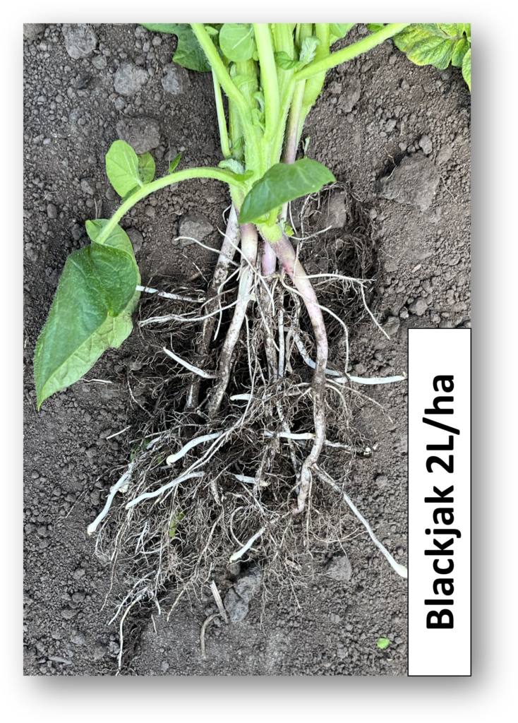 Blackjak - Sipcam UK